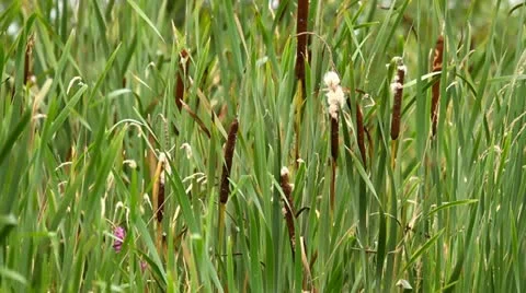 Typha Latifolia Stock Footage ~ Royalty Free Stock Videos | Pond5