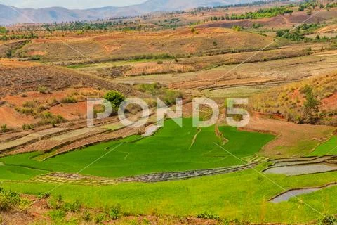 Typical Madagascar landscape rice terrace fields ~ Premium Photo #264396539