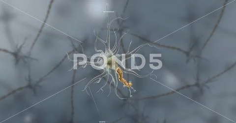 A typical neuron consists of a cell body, dendrites, and a single axon ...