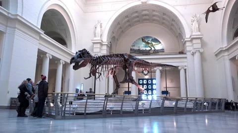 Dinosaur Museum Stock Video Footage | Royalty Free Dinosaur Museum ...