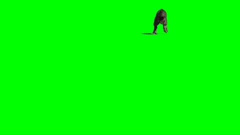 T Rex Running Stock Footage ~ Royalty Free Stock Videos | Pond5