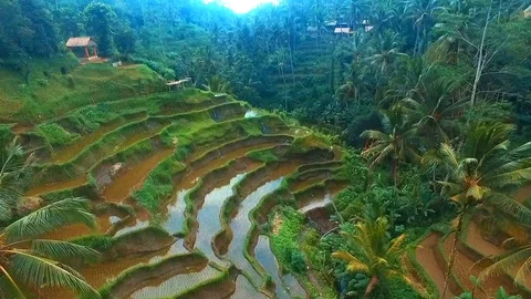 Ubud Rice Fields Walk and Tegalalang Ter... | Stock Video | Pond5