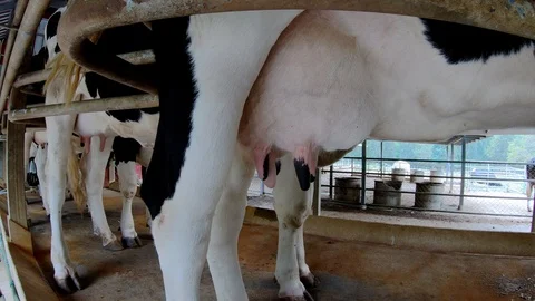 Cow Udder Stock Video Footage | Royalty Free Cow Udder Videos | Pond5