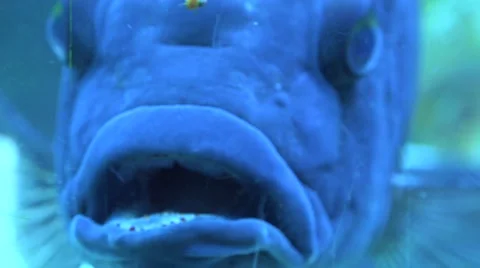 Ugly Blue Monster Fish in Aquarium. Blue... | Stock Video | Pond5