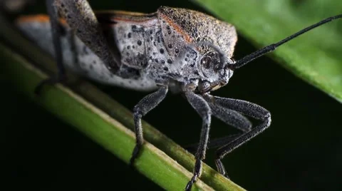 Insect Stock Videos – Royalty-Free HD & 4K Videos