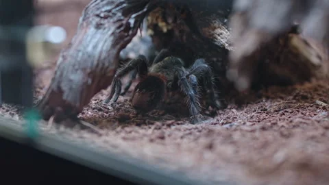 Tarantula Mouth Close Up View Of Tarantula With Insect P... | Stock