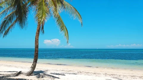 UHD of the palm tree at the tropical bea... | Stock Video | Pond5