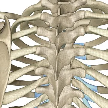 3D Model: Ultimate Human Torso and Arms Skeleton #91532373