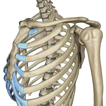 3D Model: Ultimate Human Torso and Arms Skeleton #91532373