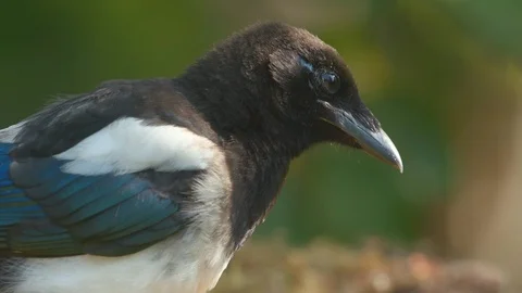 ultra close up of magpie head and should... | Stock Video | Pond5