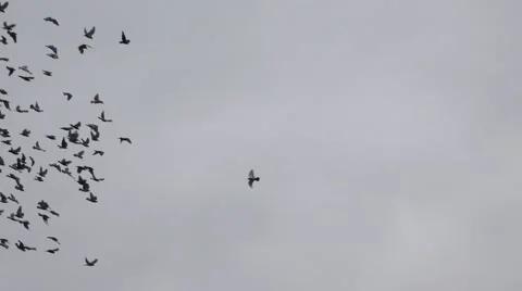 ULTRA HD 4K Big flock bird fly search fo... | Stock Video | Pond5