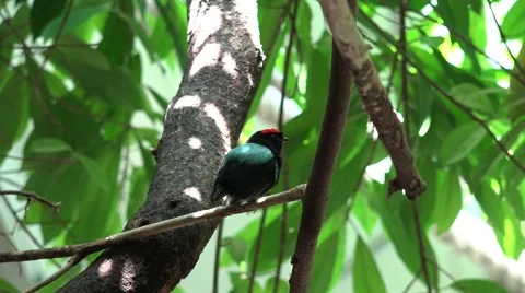 Hd Backed In Stock Videos – Royalty-Free HD & 4K Videos