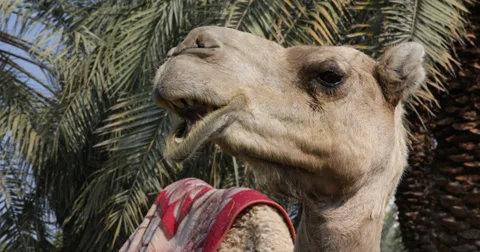 Hd Headshot Stock Videos – Royalty-Free HD & 4K Videos