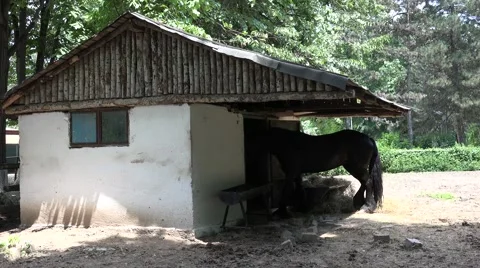 Ultra HD 4K Horse in Stall, Barn Stable,... | Stock Video | Pond5