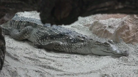 Ultra HD 4k Nile Crocodile Baby, Alligat... | Stock Video | Pond5
