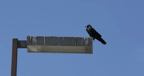 Ultra HD 4K Side View Portrait Crow Rave... | Stock Video | Pond5