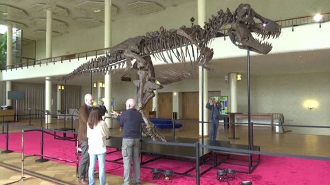 Ultra rare T-Rex skeleton to go under th... | Stock Video | Pond5