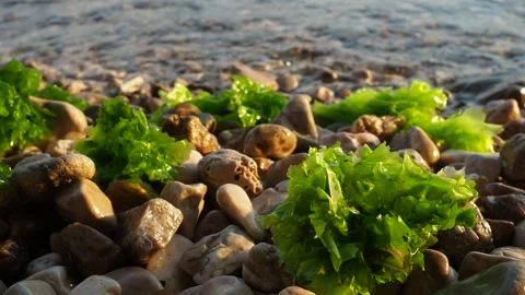 Ulva, a genus of marine green algae of t... | Stock Video | Pond5