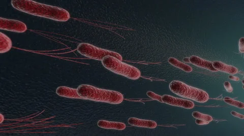 Salmonella Under Microscope