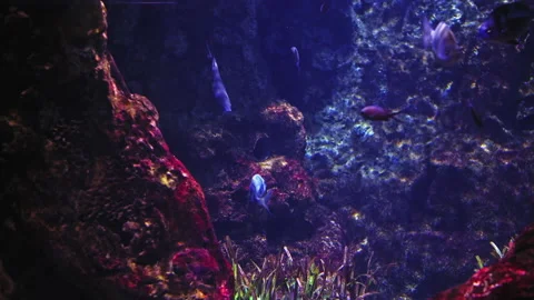 under water 4k shoot Sea ecosystem coral... | Stock Video | Pond5