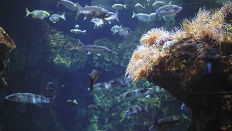 under water 4k shoot Sea ecosystem coral... | Stock Video | Pond5