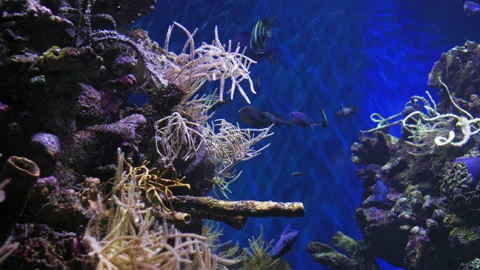 under water 4k shoot Sea ecosystem coral... | Stock Video | Pond5
