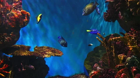 under water 4k shoot Sea ecosystem coral... | Stock Video | Pond5