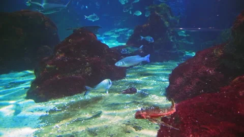 under water 4k shoot Sea ecosystem coral... | Stock Video | Pond5