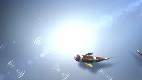 Aquarium Loop Stock Videos – Royalty-Free HD & 4K Videos | Pond5