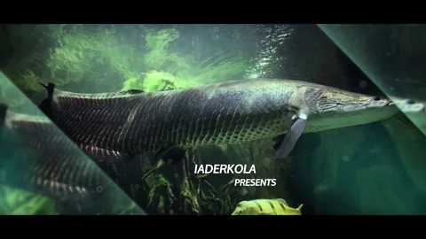 After Effects: Under The Water Parallax Slideshow - 3840x2160 (4K ...