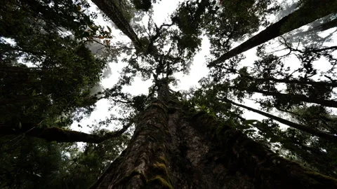 Underneath view of oak tree quercus cos... | Stock Video | Pond5