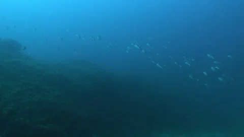 Undersea life - A lot of dentex fish swi... | Stock Video | Pond5