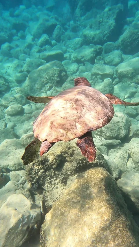 Sea Turtle Greece Stock Videos – Royalty-Free HD & 4K Videos | Page 4