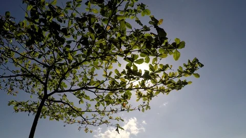 Underside view of Trees and vegetation o... | Stock Video | Pond5