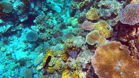 Underwater 4K HDR of the Great Barrier R... | Stock Video | Pond5