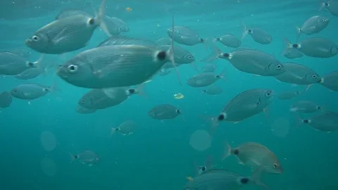 Underwater action shot of fish in Ibiza,... | Stock Video | Pond5