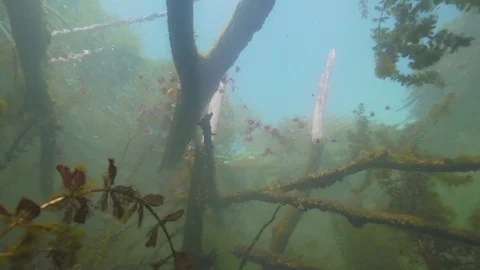 Underwater Wood Stock Footage ~ Royalty Free Stock Videos | Pond5