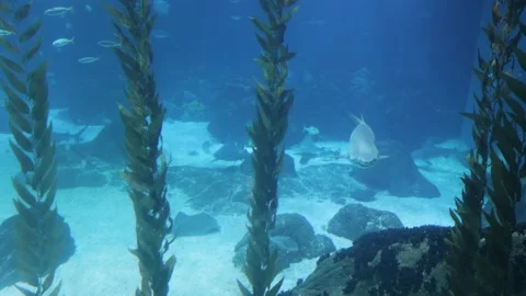Underwater aquarium scene with fish | Stock Video | Pond5