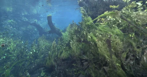 Underwater aquatic plants logs algae pri... | Stock Video | Pond5