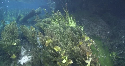 Underwater aquatic plants logs algae pro... | Stock Video | Pond5