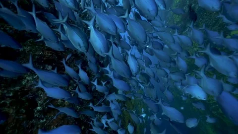 Underwater Big School Fish Blue Mao Mao ... | Stock Video | Pond5