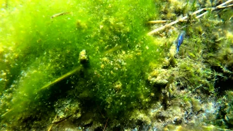 Swimming Pool Underwater Stock Footage ~ Royalty Free Stock Videos | Pond5