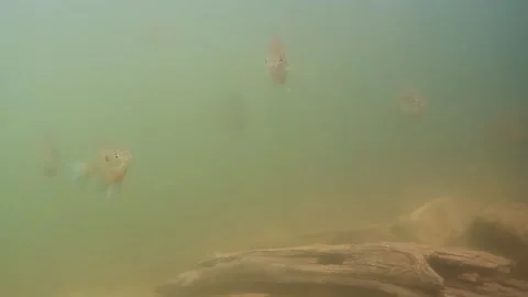 Underwater of Bluegill Panfish Freshwate... | Stock Video | Pond5