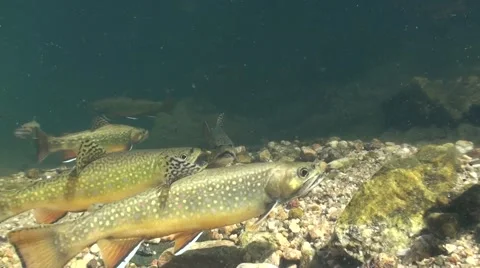 Underwater Brook Trout Fish Swimming in ... | Stock Video | Pond5
