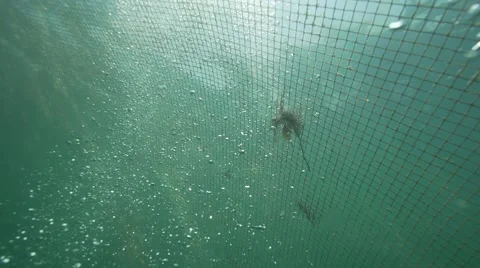 Sea Bubbles Stock Video Footage | Royalty Free Sea Bubbles Videos | Pond5