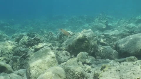 underwater calamari animal cephalopod D... | Stock Video | Pond5