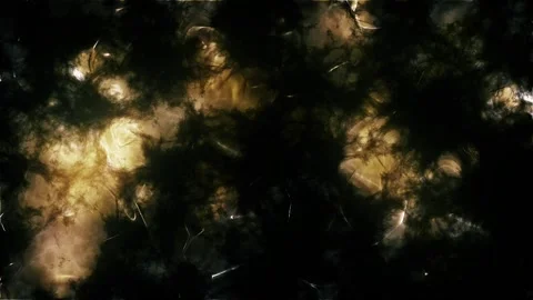 Dissolve Paradise Stock Footage ~ Royalty Free Stock Videos | Pond5