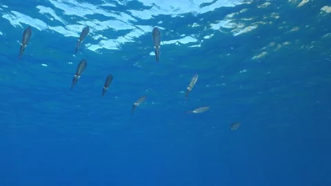 underwater cephalopod Decapodiformes l... | Stock Video | Pond5