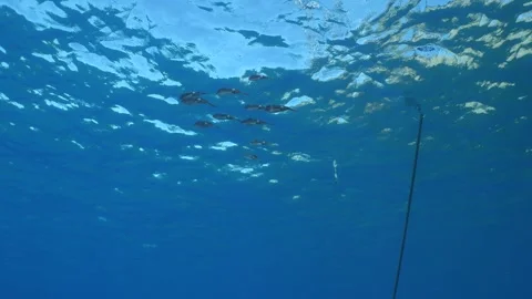 underwater cephalopod Decapodiformes l... | Stock Video | Pond5