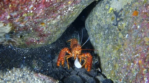 Underwater Close-Up: Bright Orange Lobst... | Stock Video | Pond5